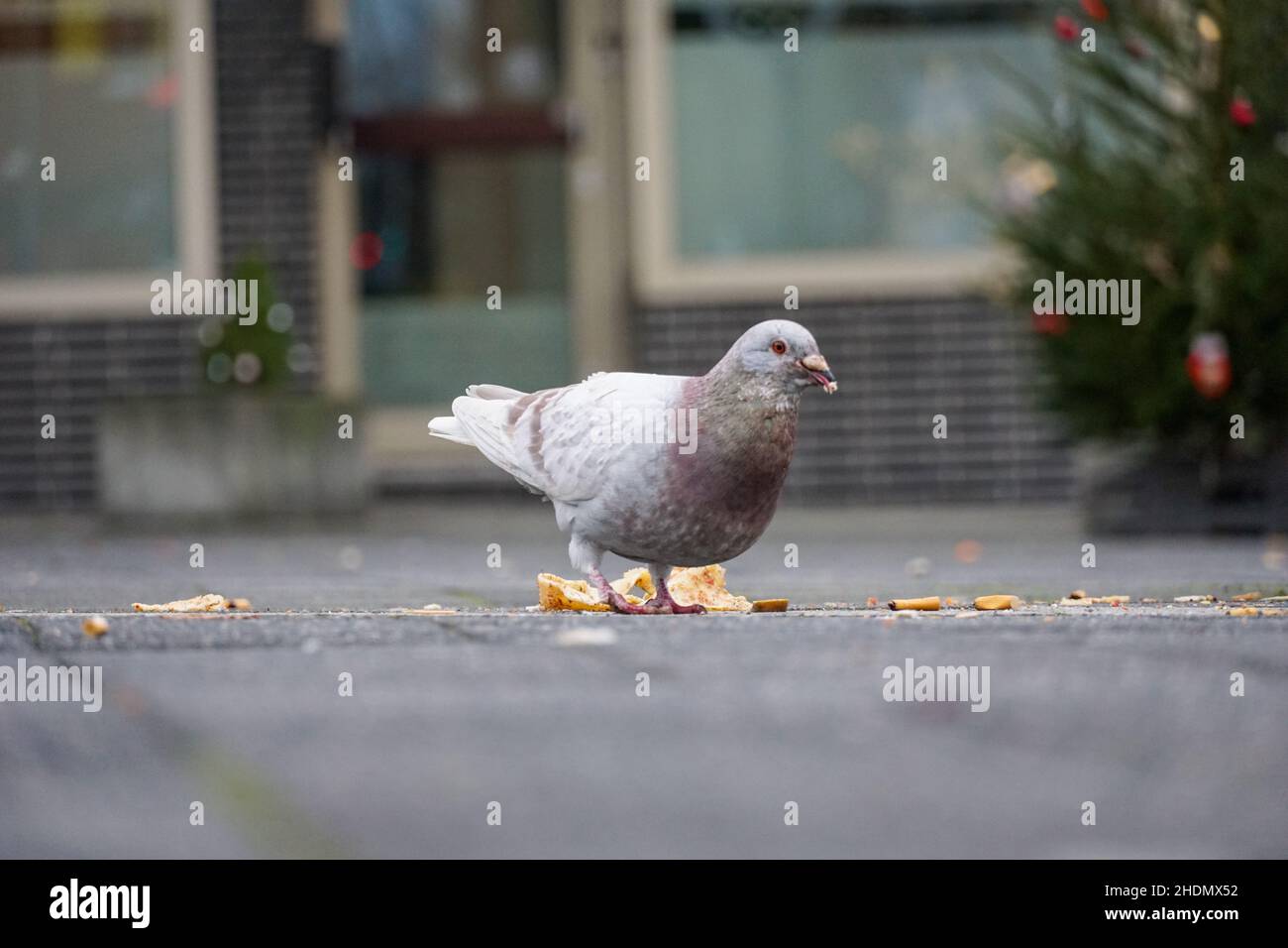 Close up of feral pigeon eating food off of the ground on the sideway ...