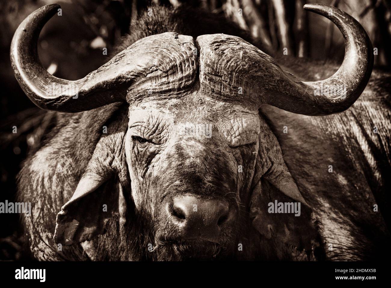 animal portrait, buffalo, african buffalo, animal portraits, bison ...
