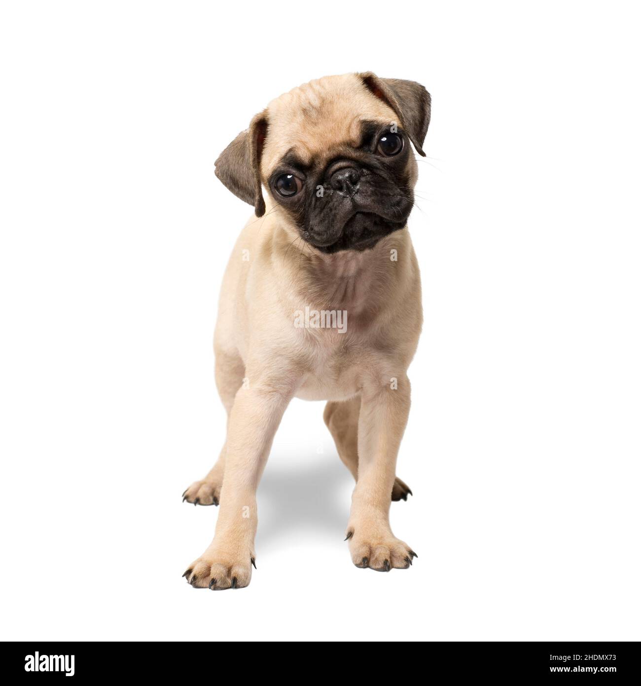 Standing dogs hi-res stock photography and images - Alamy