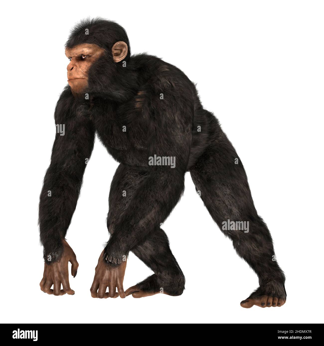 Monkey chimpanzee Cut Out Stock Images & Pictures - Alamy