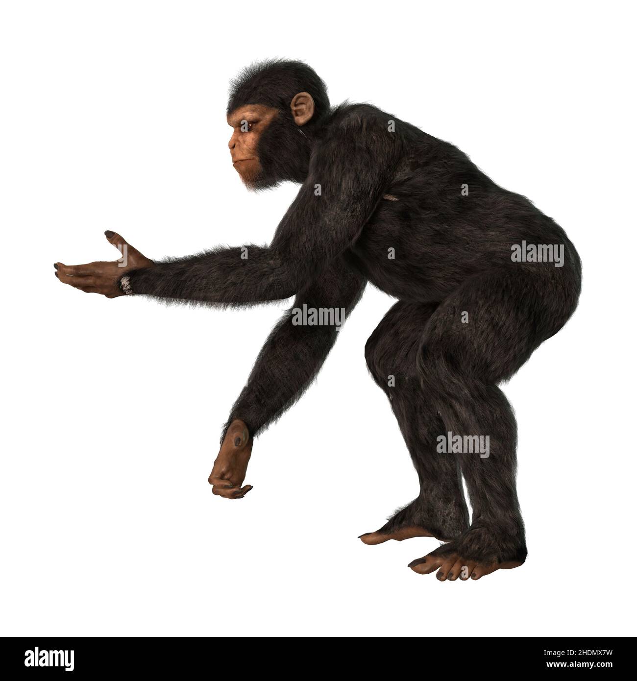 Monkey begging Cut Out Stock Images & Pictures - Alamy