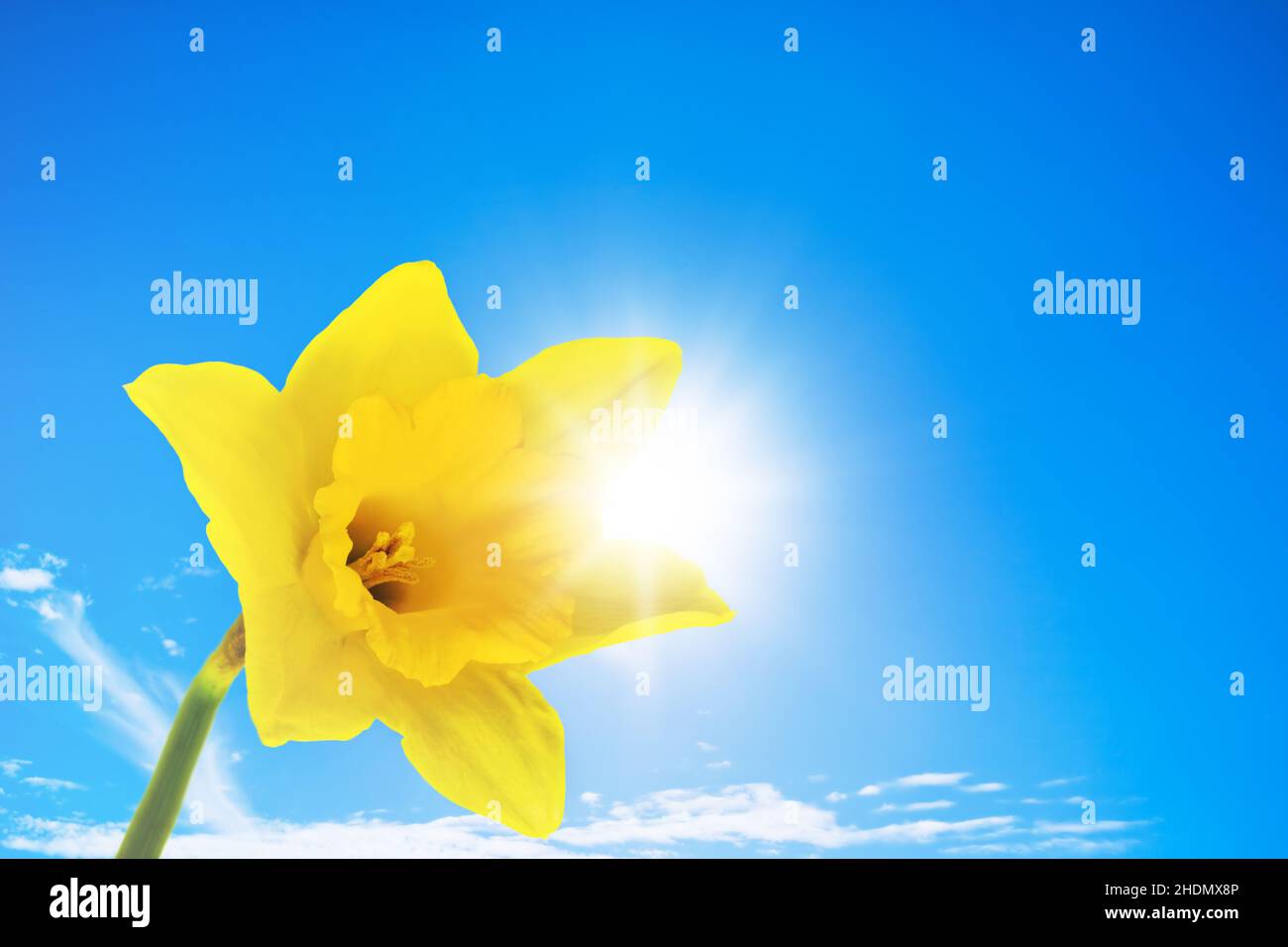 sun, sunlight, spring, daffodil, suns, sunspot, sun ray, sun rays ...