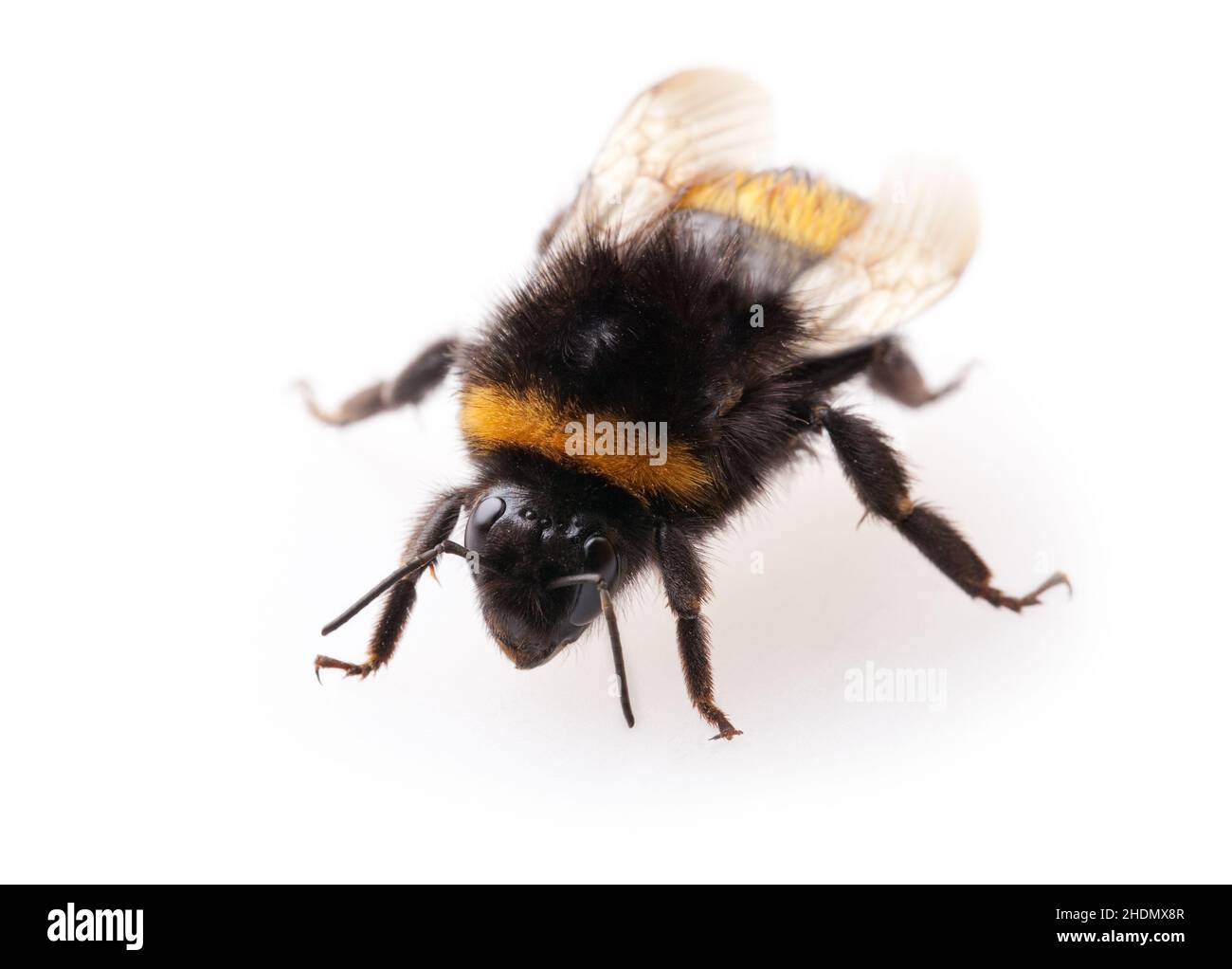 insect, bumblebee, insects, bumblebees Stock Photo - Alamy