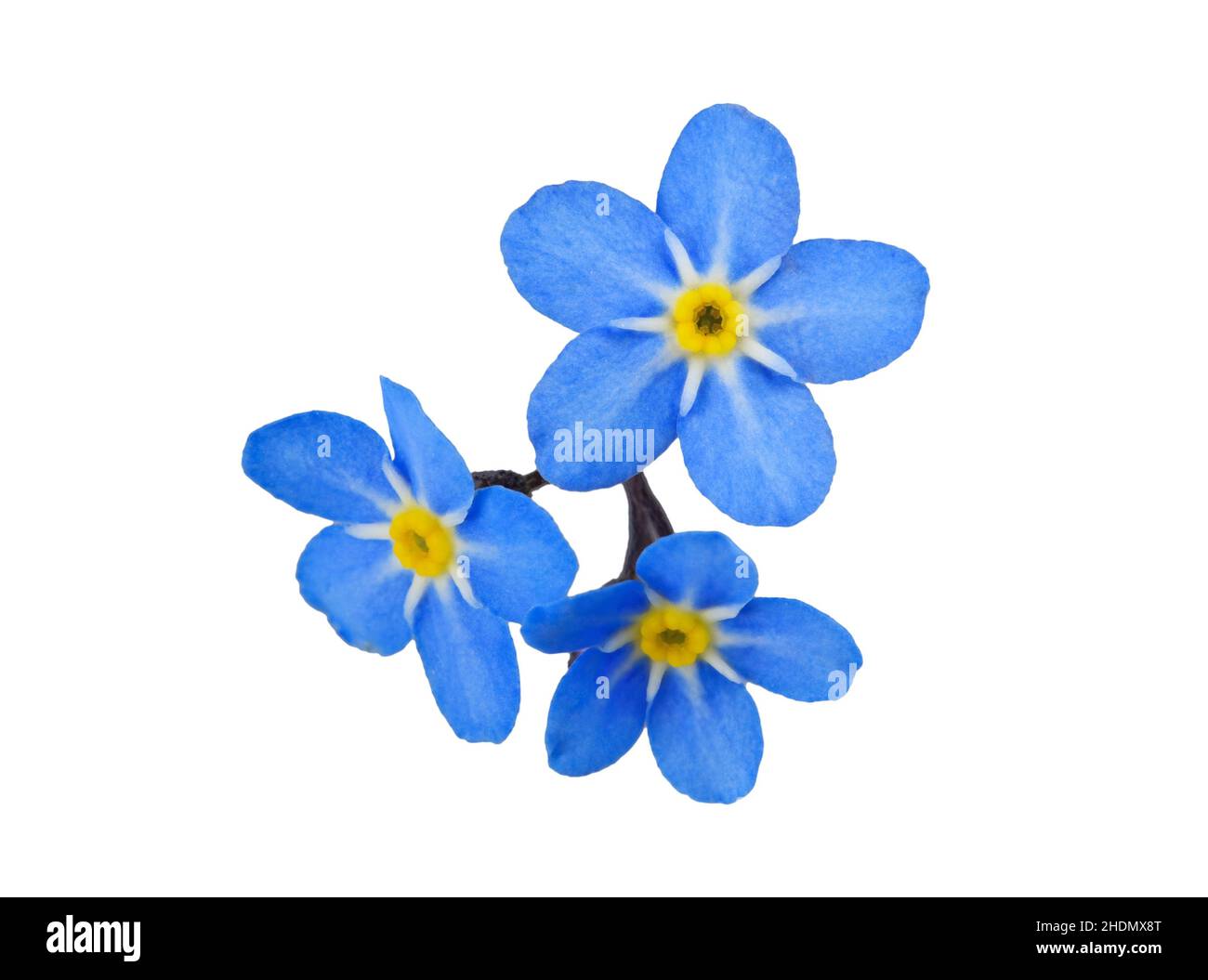 Forget me nots cut out hi-res stock photography and images - Alamy