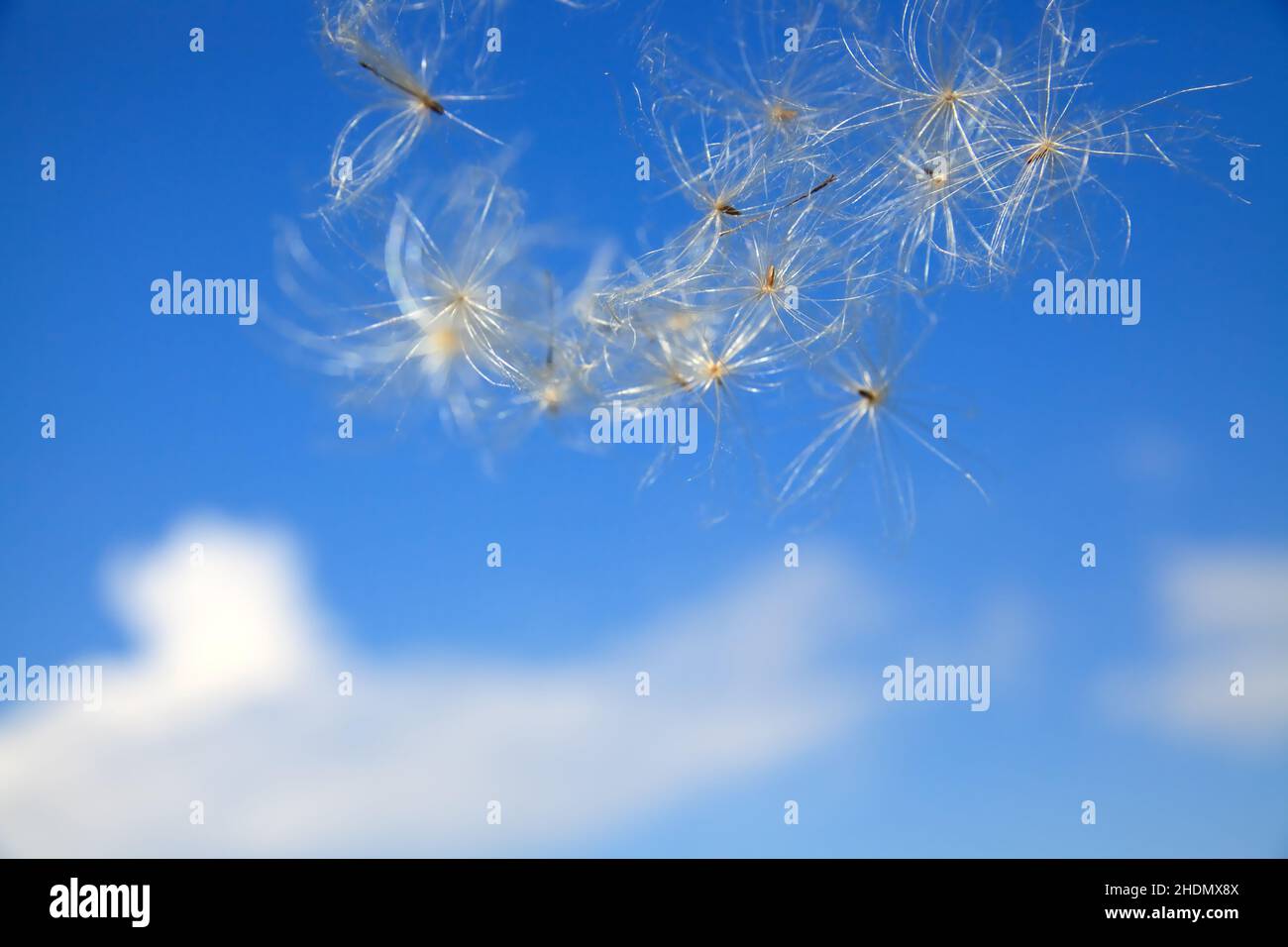 Vegetable pollen hi-res stock photography and images - Alamy