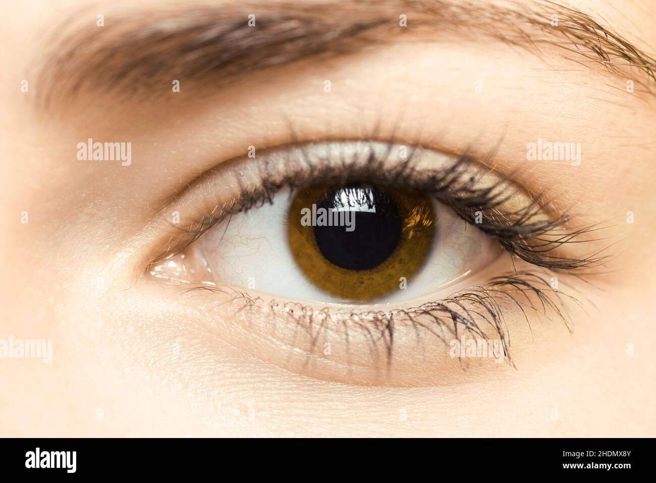 eye, brown eyes, eyes, brown eye Stock Photo - Alamy