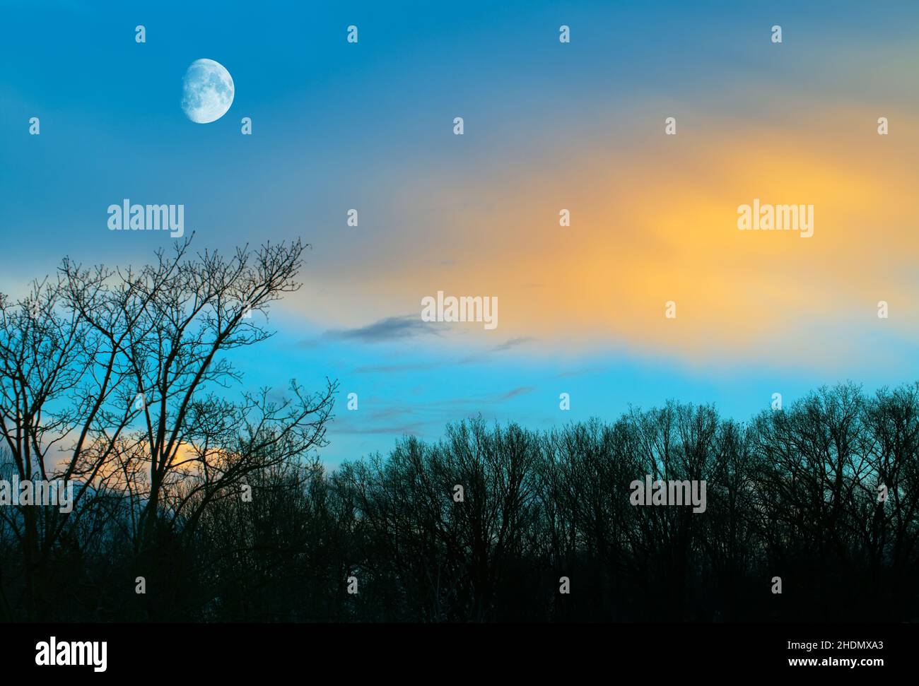 trees, moon, tree, moons Stock Photo - Alamy