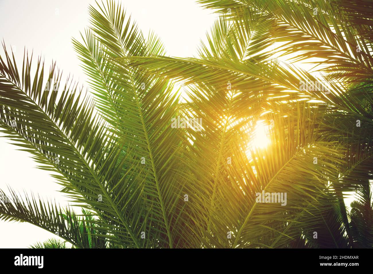 sunlight, summer, palm, sun ray, sun rays, sunbeam, sunbeams, sunlights ...