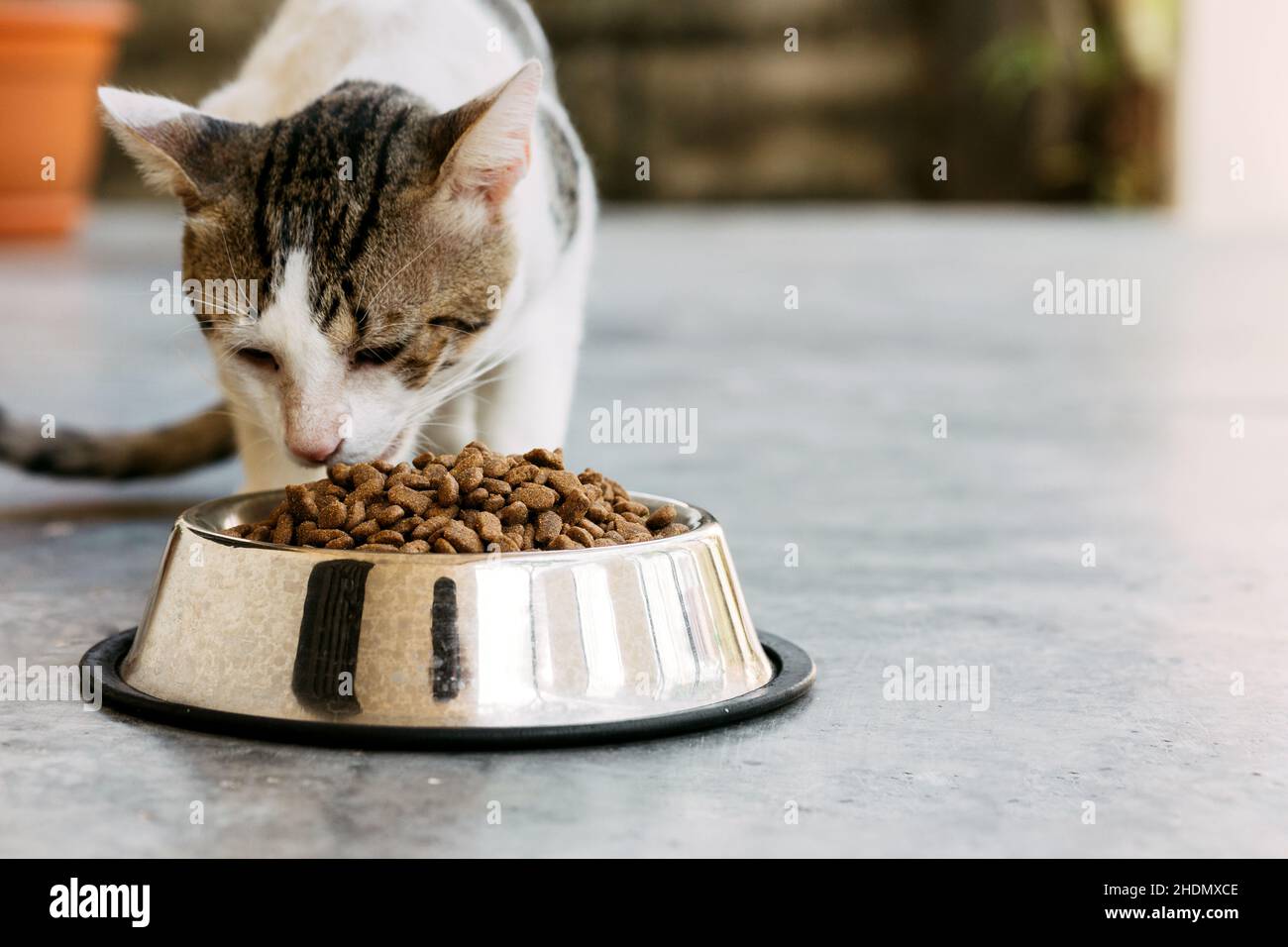 Wirehair cat hi-res stock photography and images - Alamy