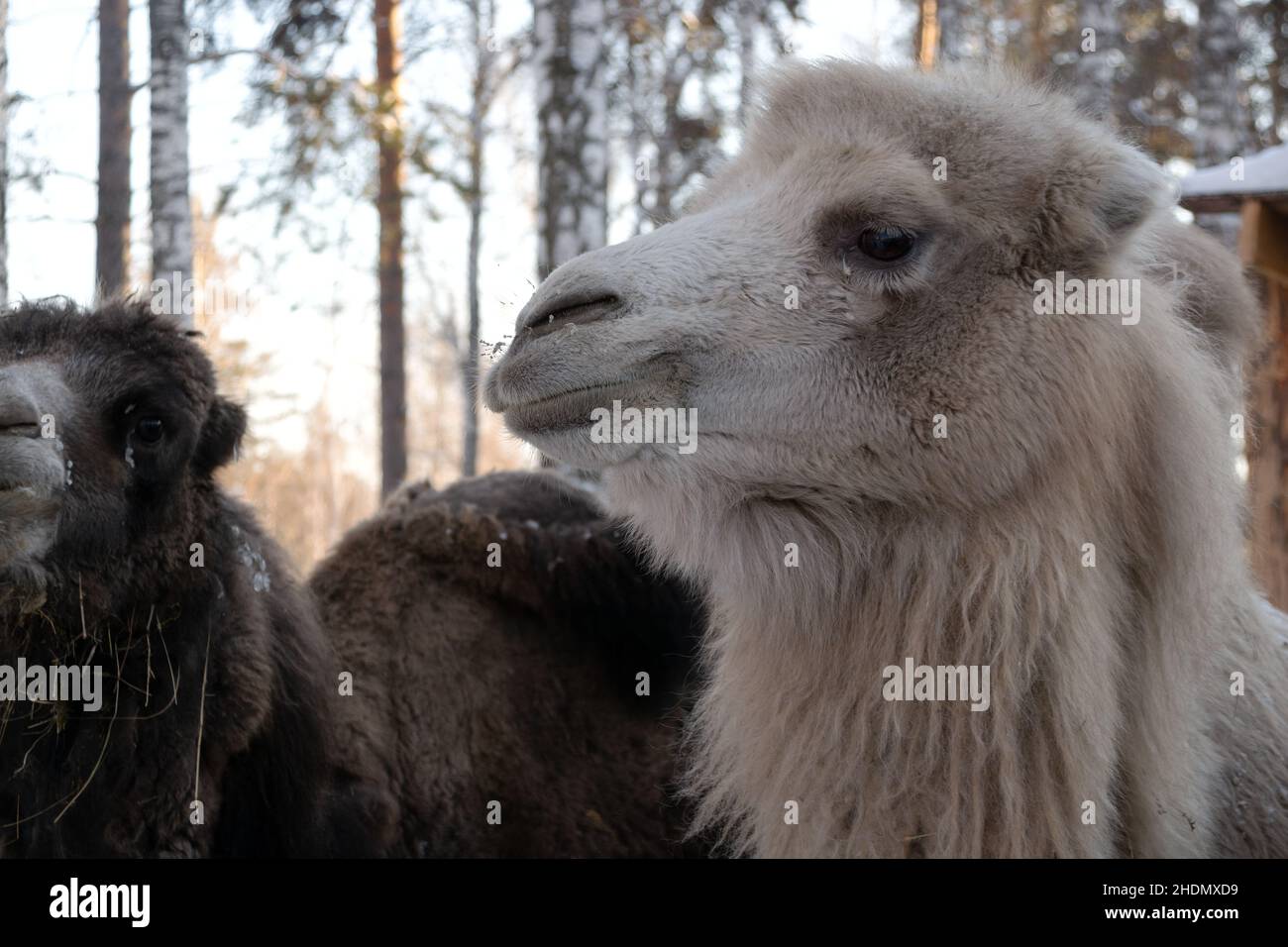 White camels hi-res stock photography and images - Alamy