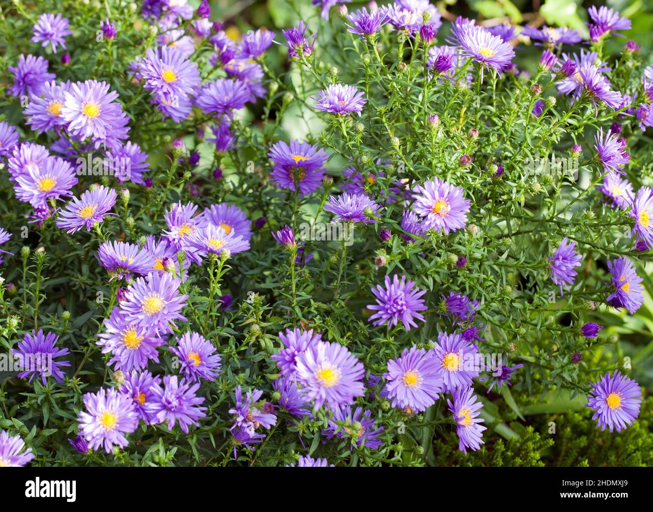 perennial, aster, perennials, asters Stock Photo - Alamy