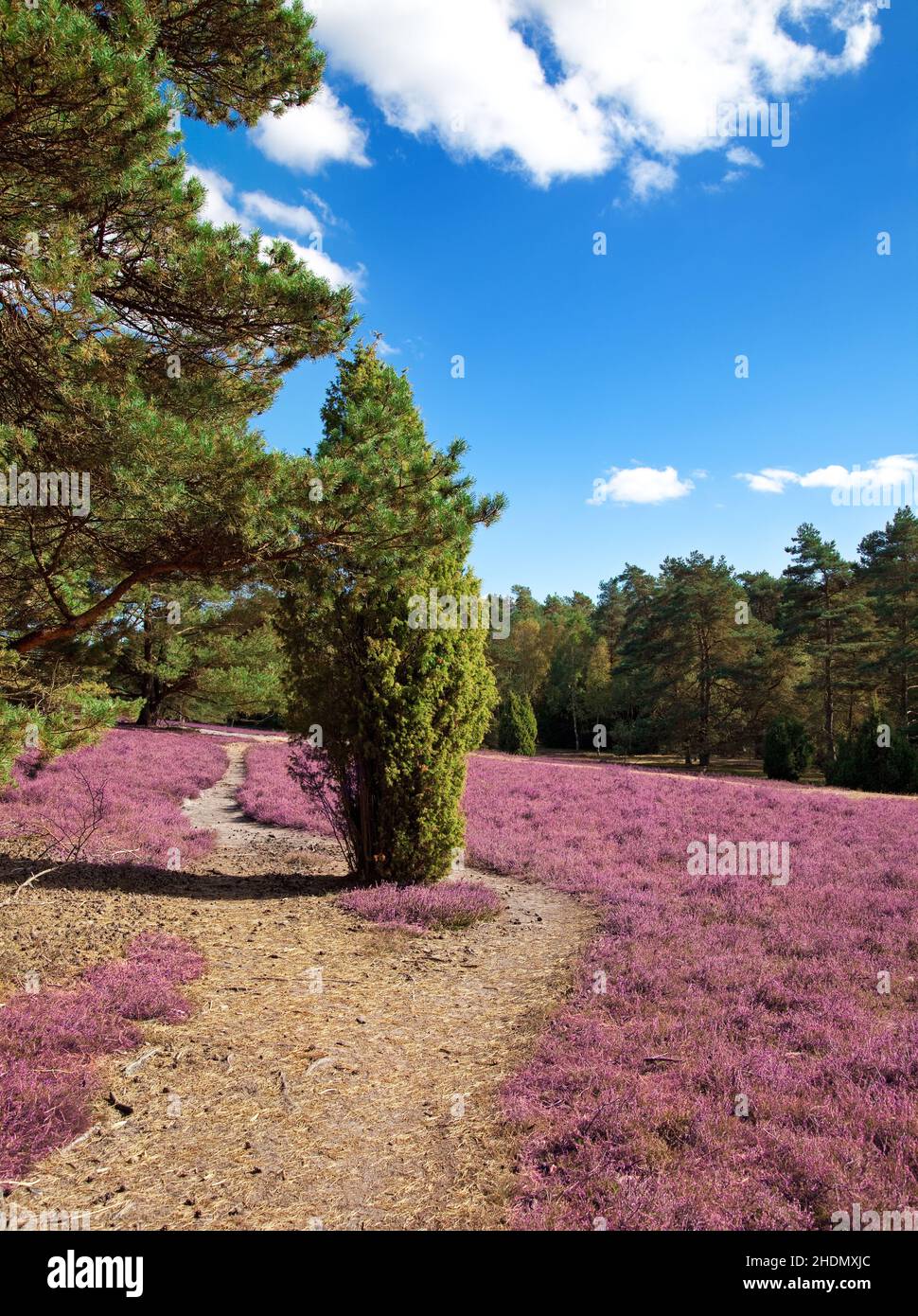 Moorland heathers hi-res stock photography and images - Alamy