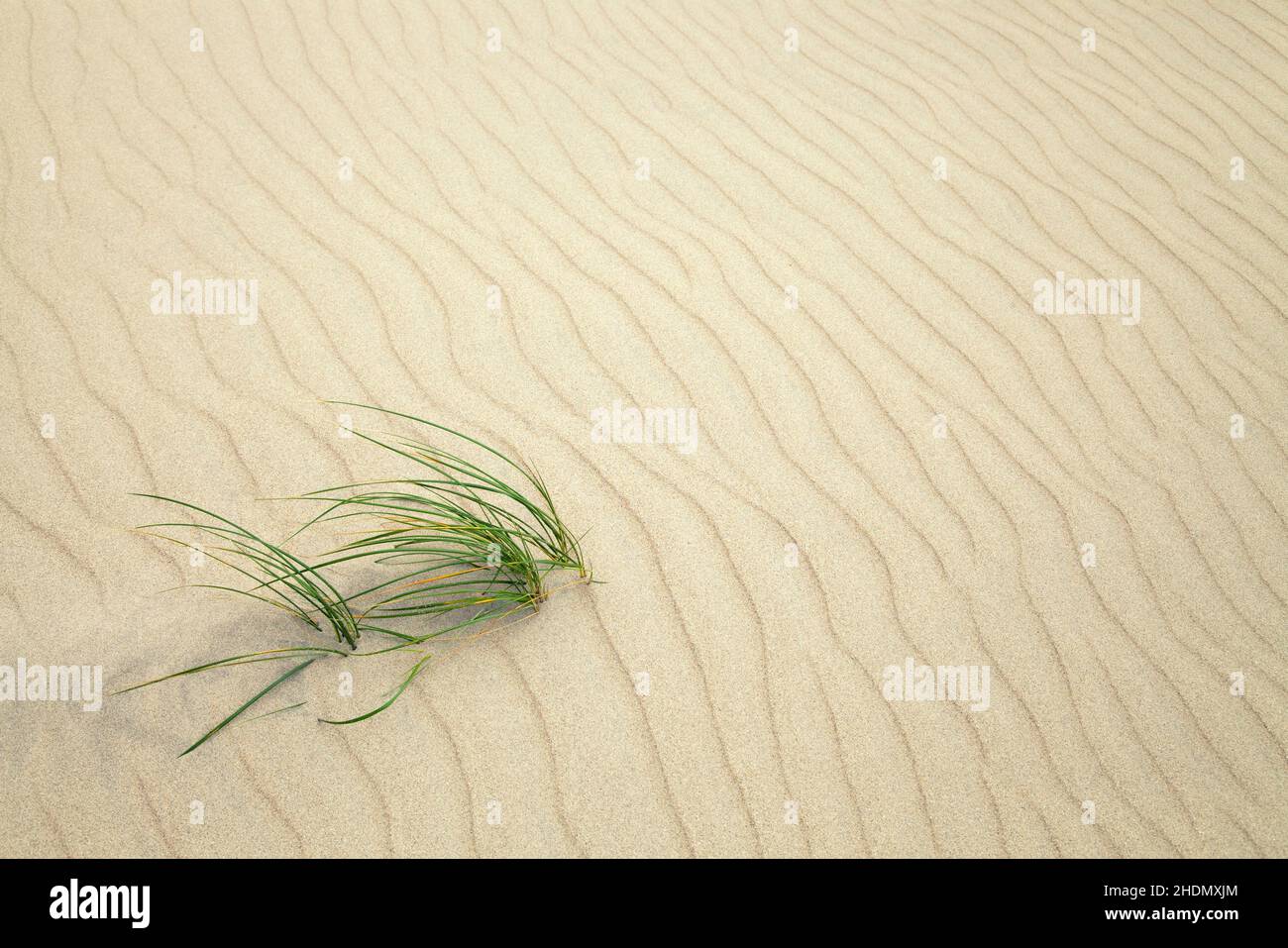 sand, drought, sands, arid, droughts, dry, dryness Stock Photo - Alamy