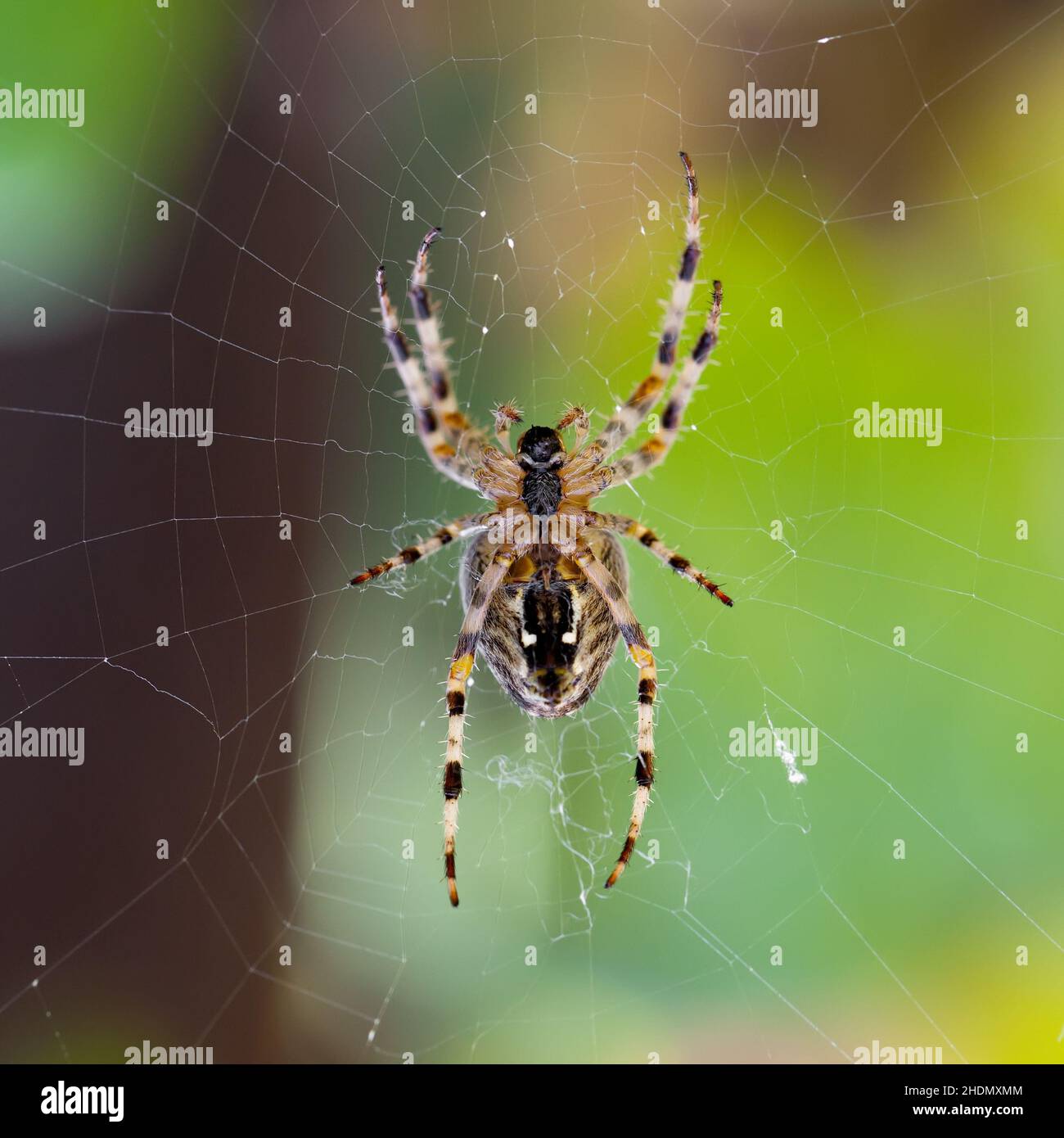 Square spiders hi-res stock photography and images - Alamy