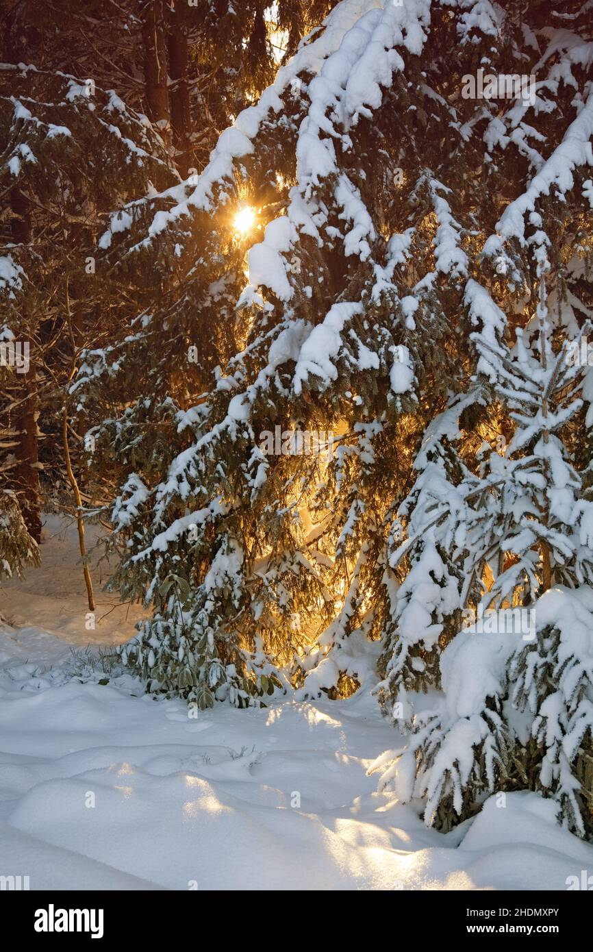 twilight, tree, spruce tree, twilights, trees, spruce trees Stock Photo ...