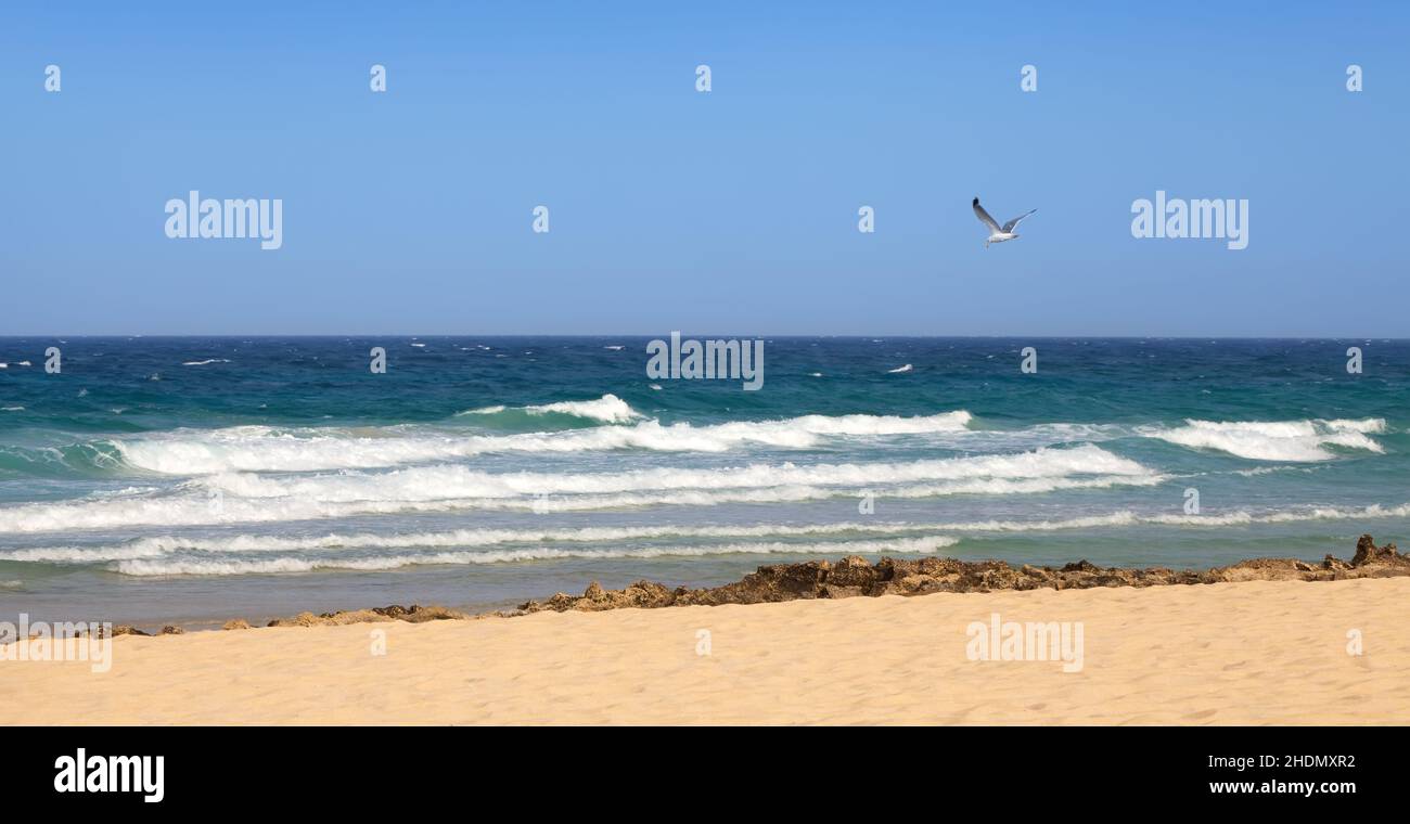 beach, ocean, fuerteventura, beaches, seaside, oceans, offshore ...