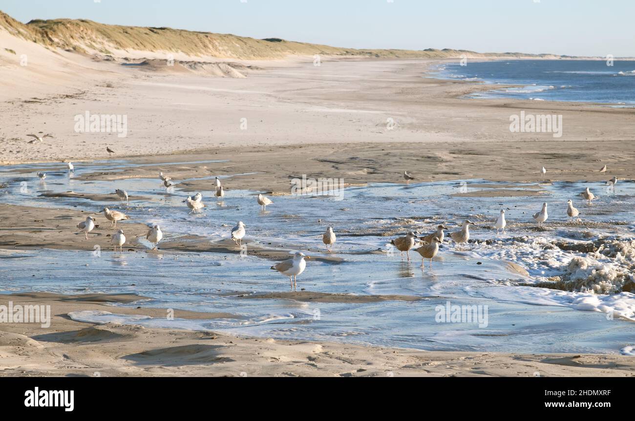 Seagull swarm at the beach hi-res stock photography and images - Alamy