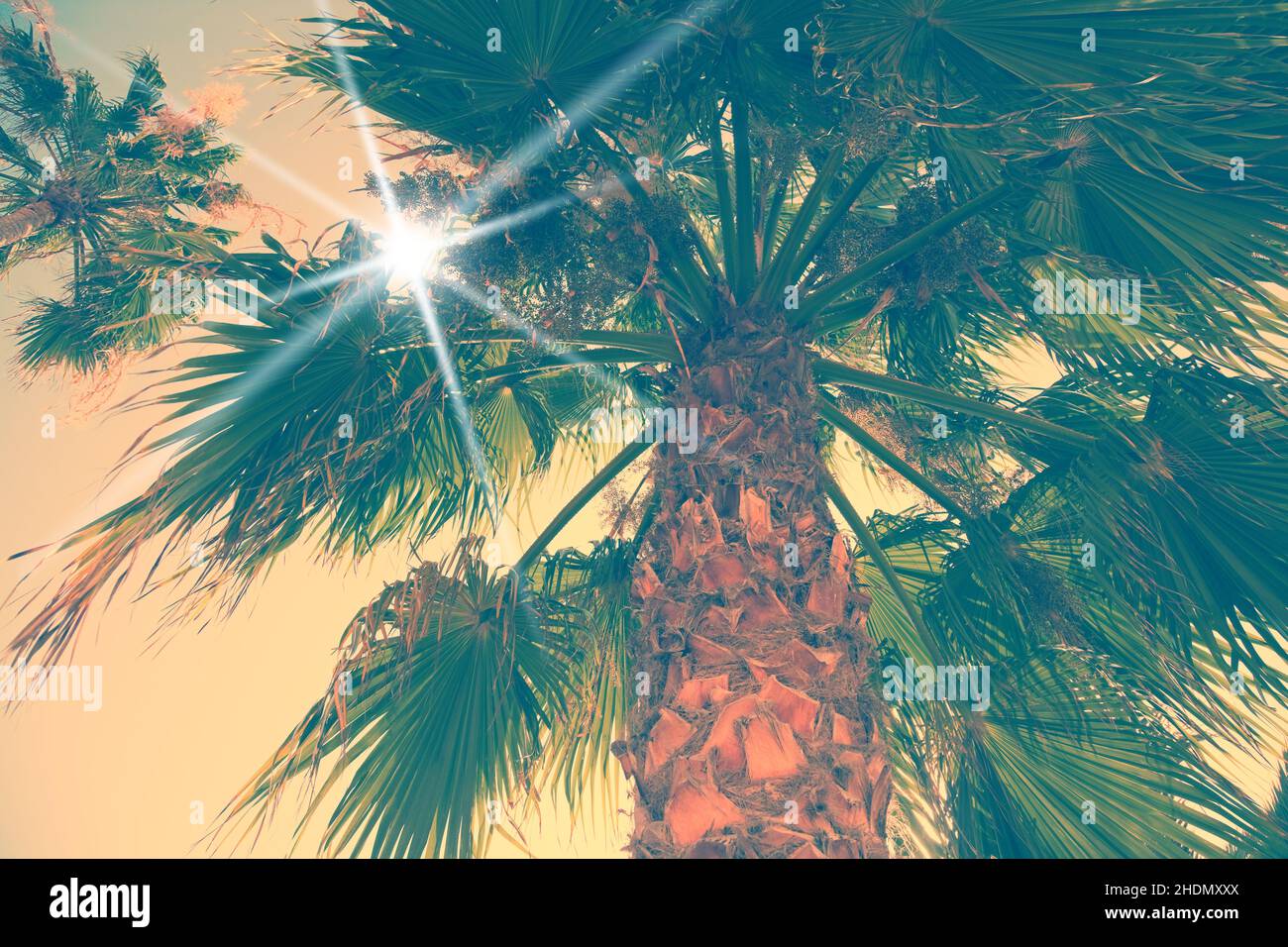 sunbeams, palm, sun beams, sun ray, sun rays, sunbeam, sunray, sunrays ...