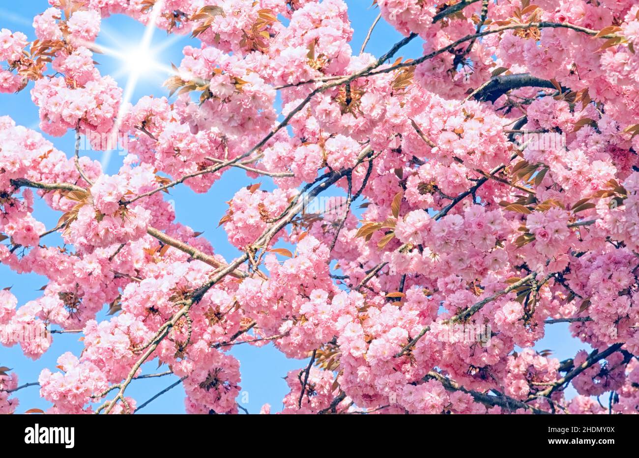 Cherry trees blossom sunrays hi-res stock photography and images - Alamy