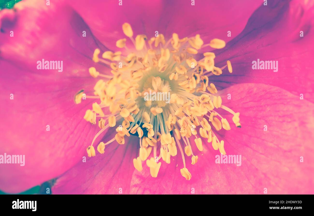anther, japanese rose, anthers, japanese roses Stock Photo - Alamy