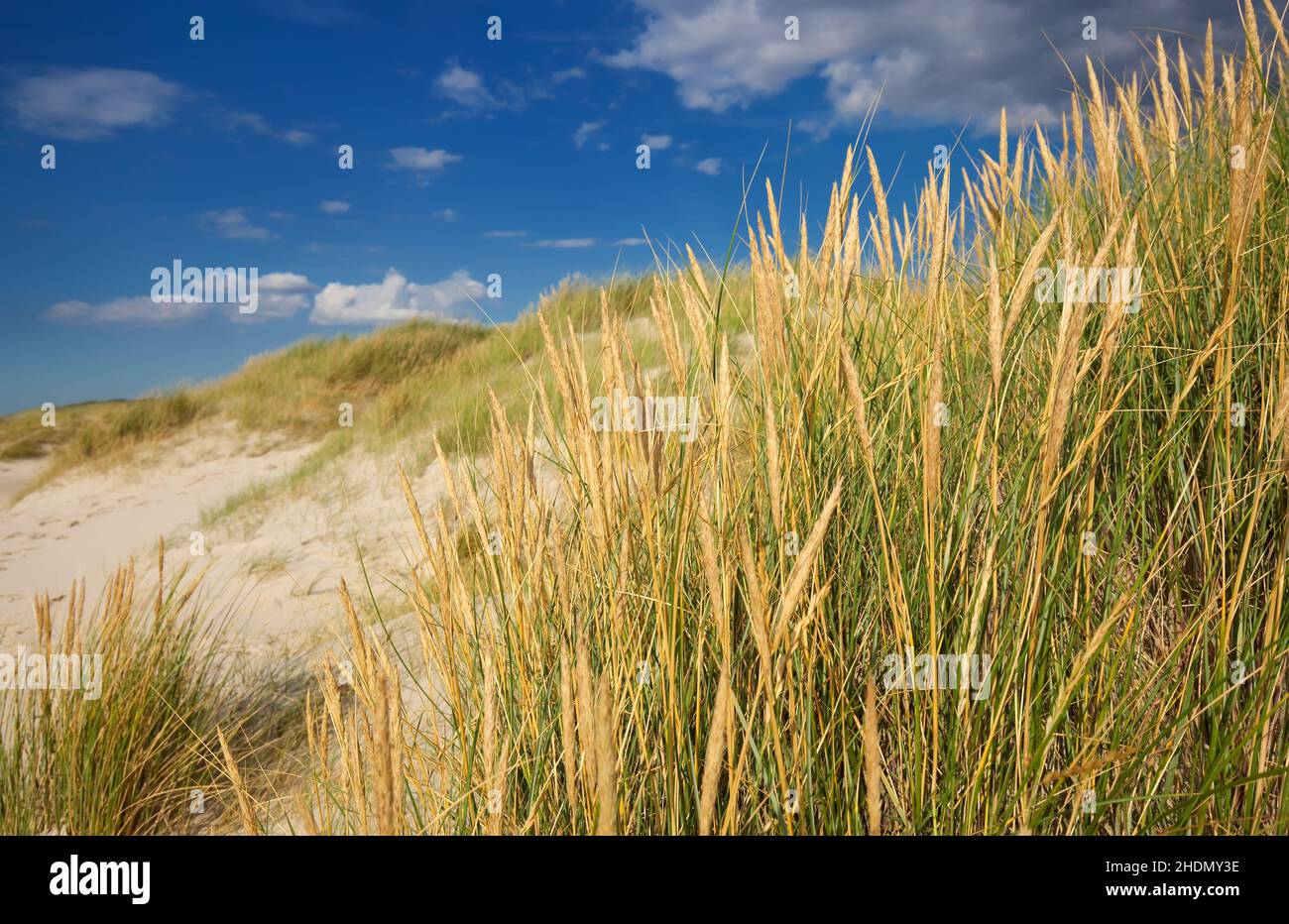 sand dune, marram grass, sand dunes Stock Photo - Alamy