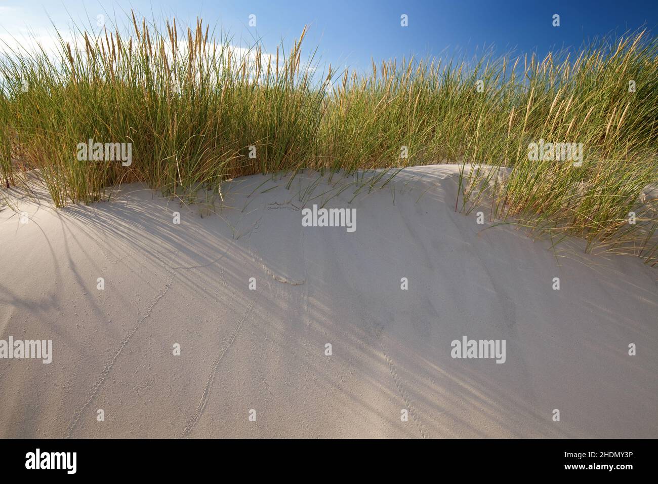 sand, marram grass, sands Stock Photo - Alamy