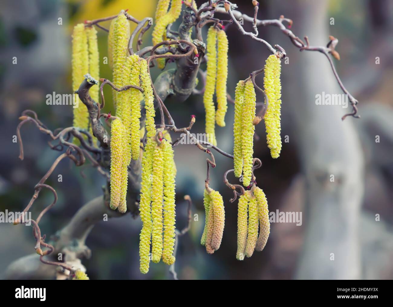 flowering hazel, flowering hazels Stock Photo - Alamy