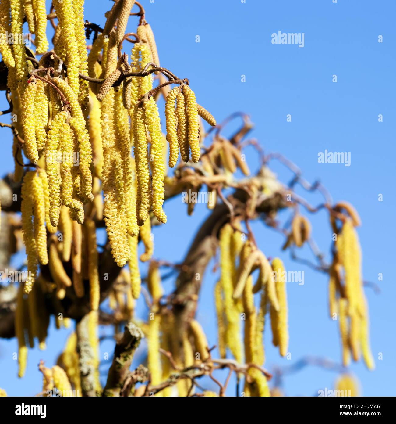 flowering hazel, flowering hazels Stock Photo - Alamy