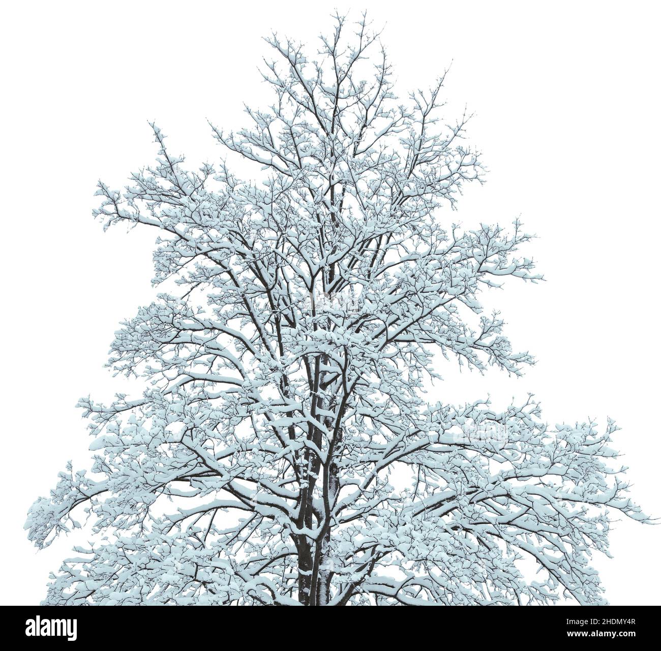 tree, winter, snowy, trees, winters, snowies Stock Photo - Alamy