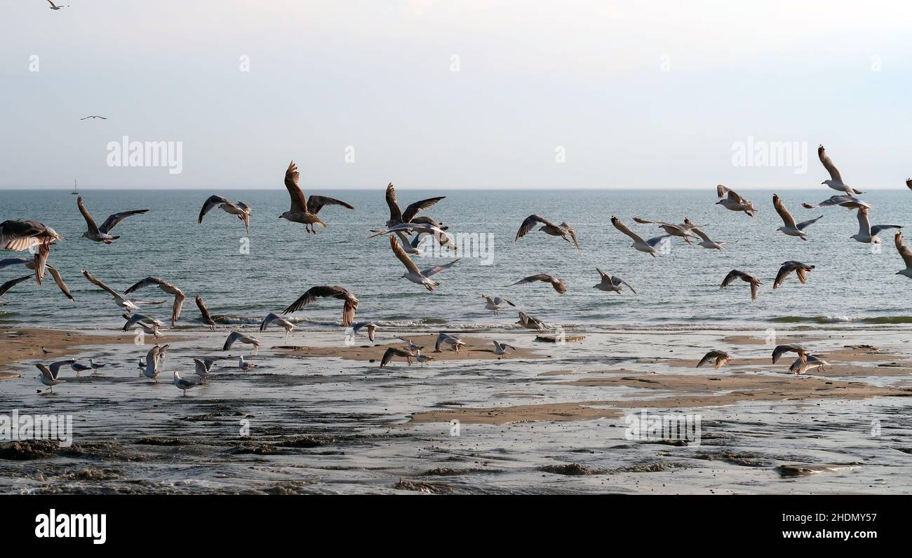 Seagull swarm at the beach hi-res stock photography and images - Alamy