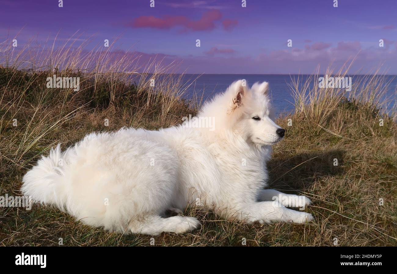 Samojede animals hi-res stock photography and images - Alamy