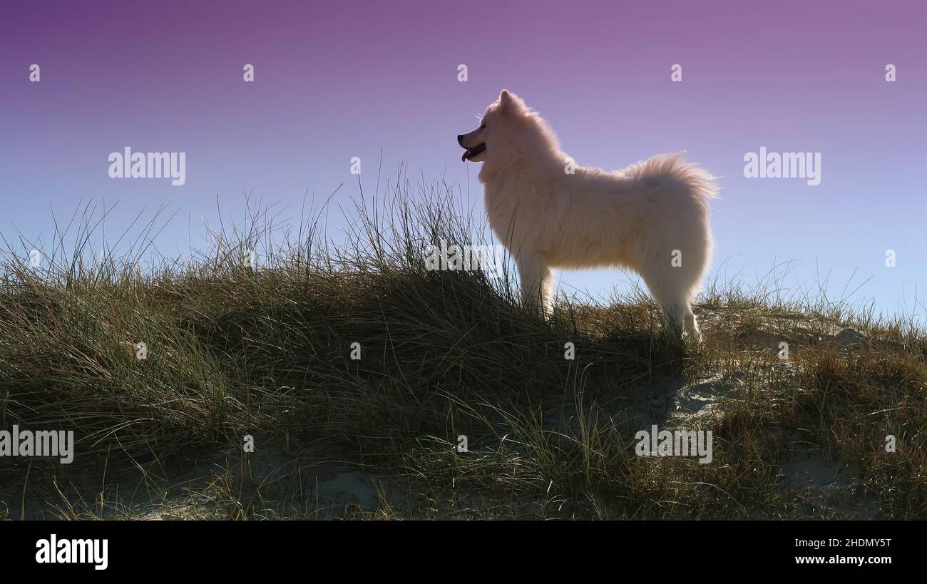 Samojede dog hi-res stock photography and images - Alamy