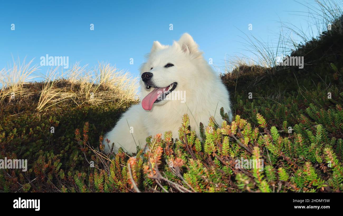 dog, samojede, dogs Stock Photo - Alamy