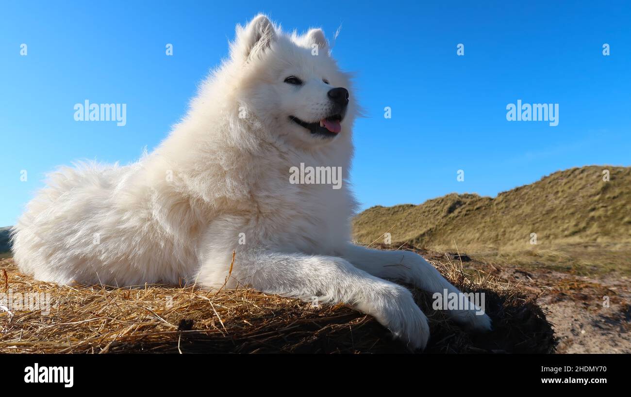 Samojede animals hi-res stock photography and images - Alamy