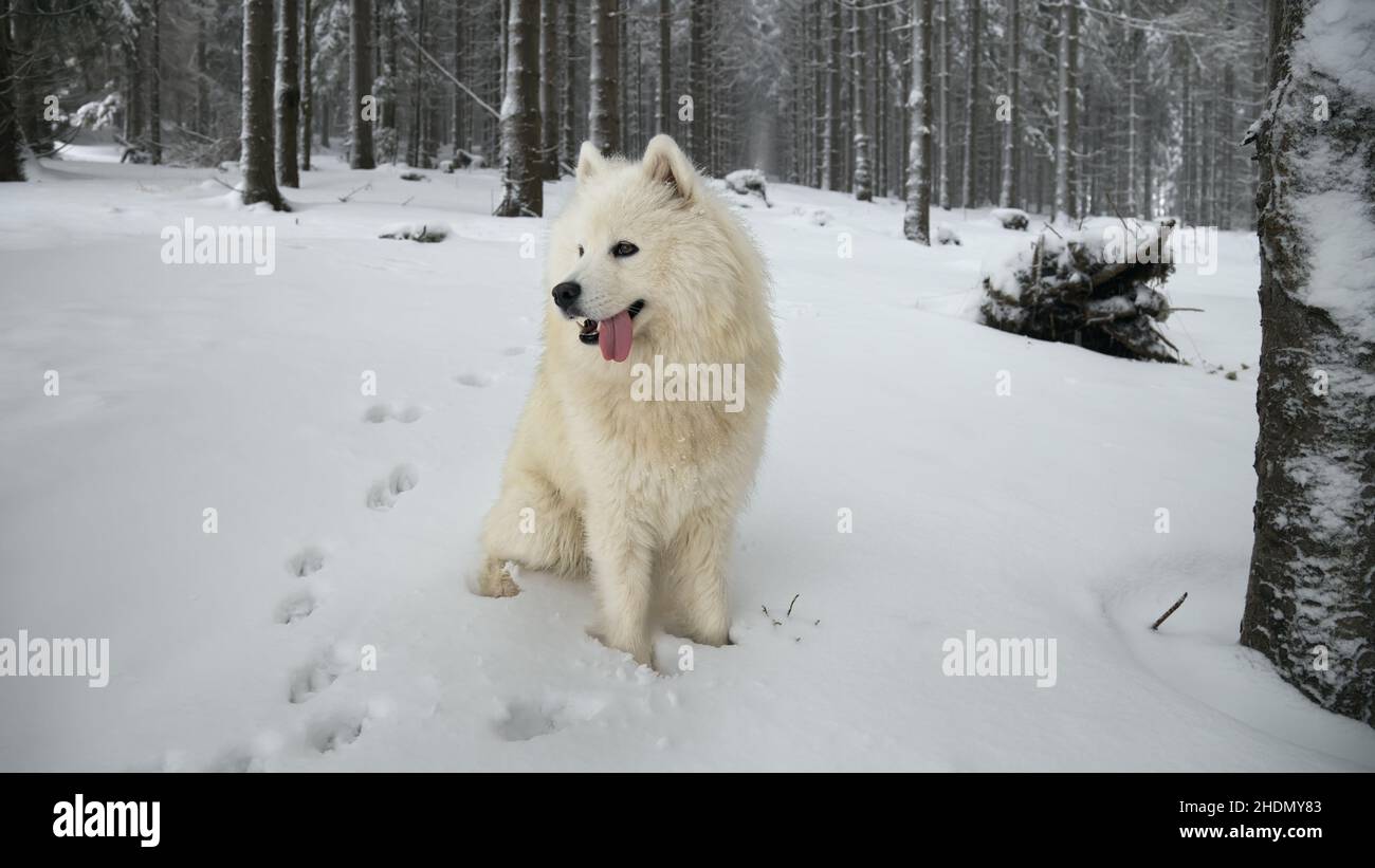 snow, dog, samojede, snowy, dogs Stock Photo - Alamy