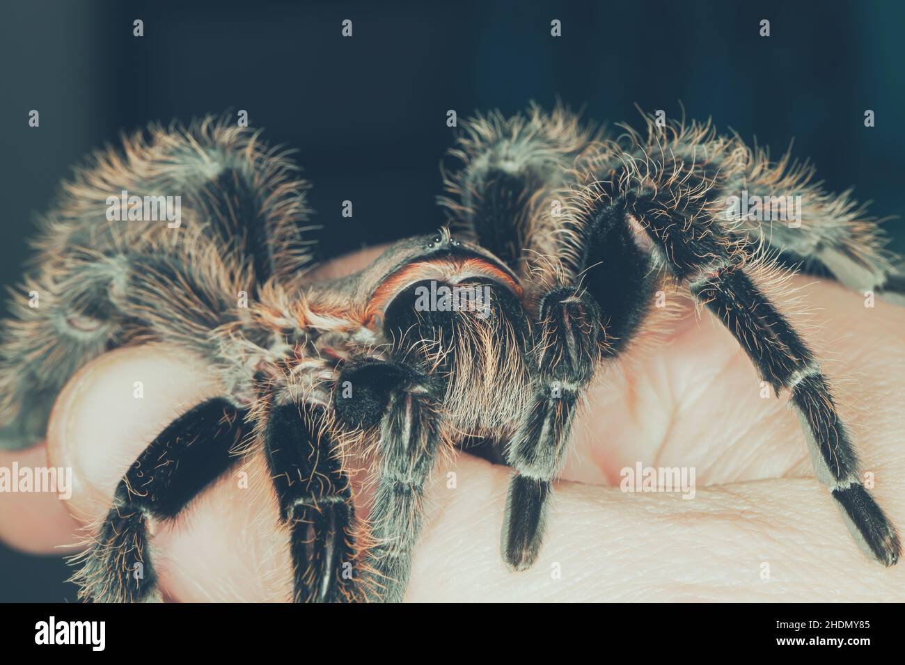 tarantula, Salmon Pink Birdeater, tarantulas Stock Photo - Alamy