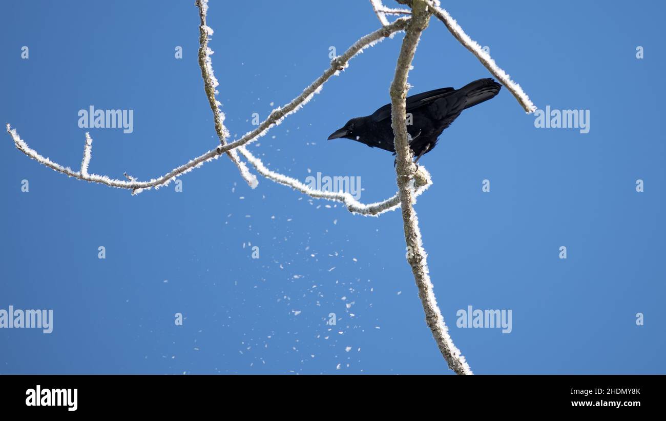 Crows eye view hi-res stock photography and images - Alamy