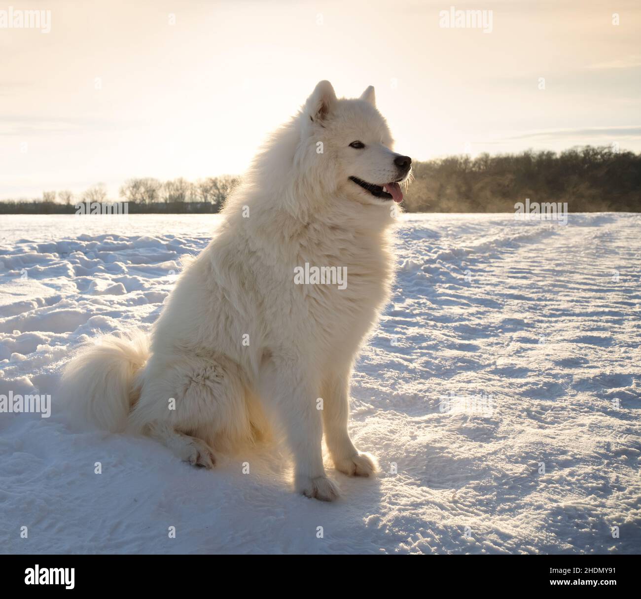 Samojede animals hi-res stock photography and images - Alamy