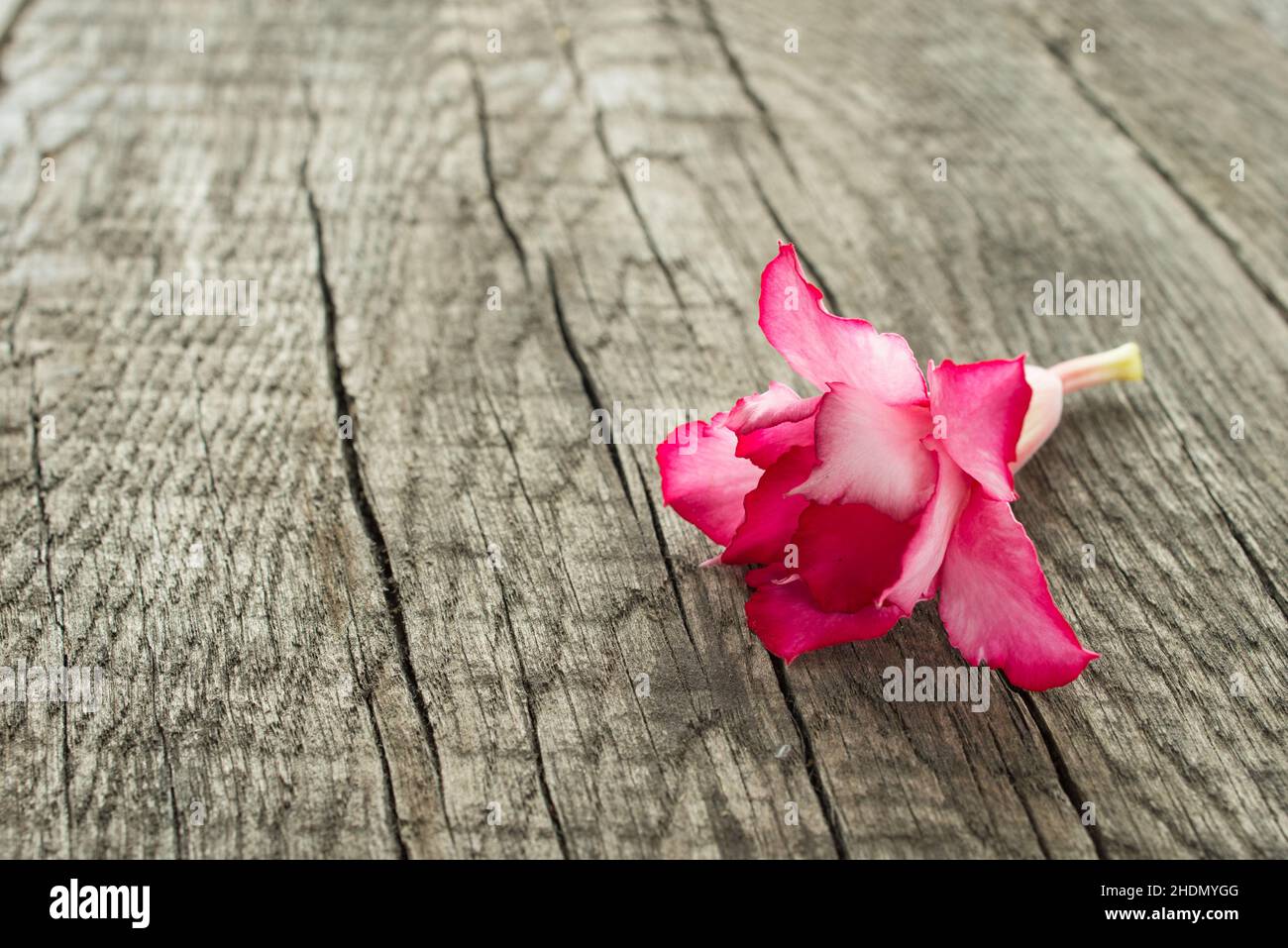 Adenium obesum colors hi-res stock photography and images - Alamy