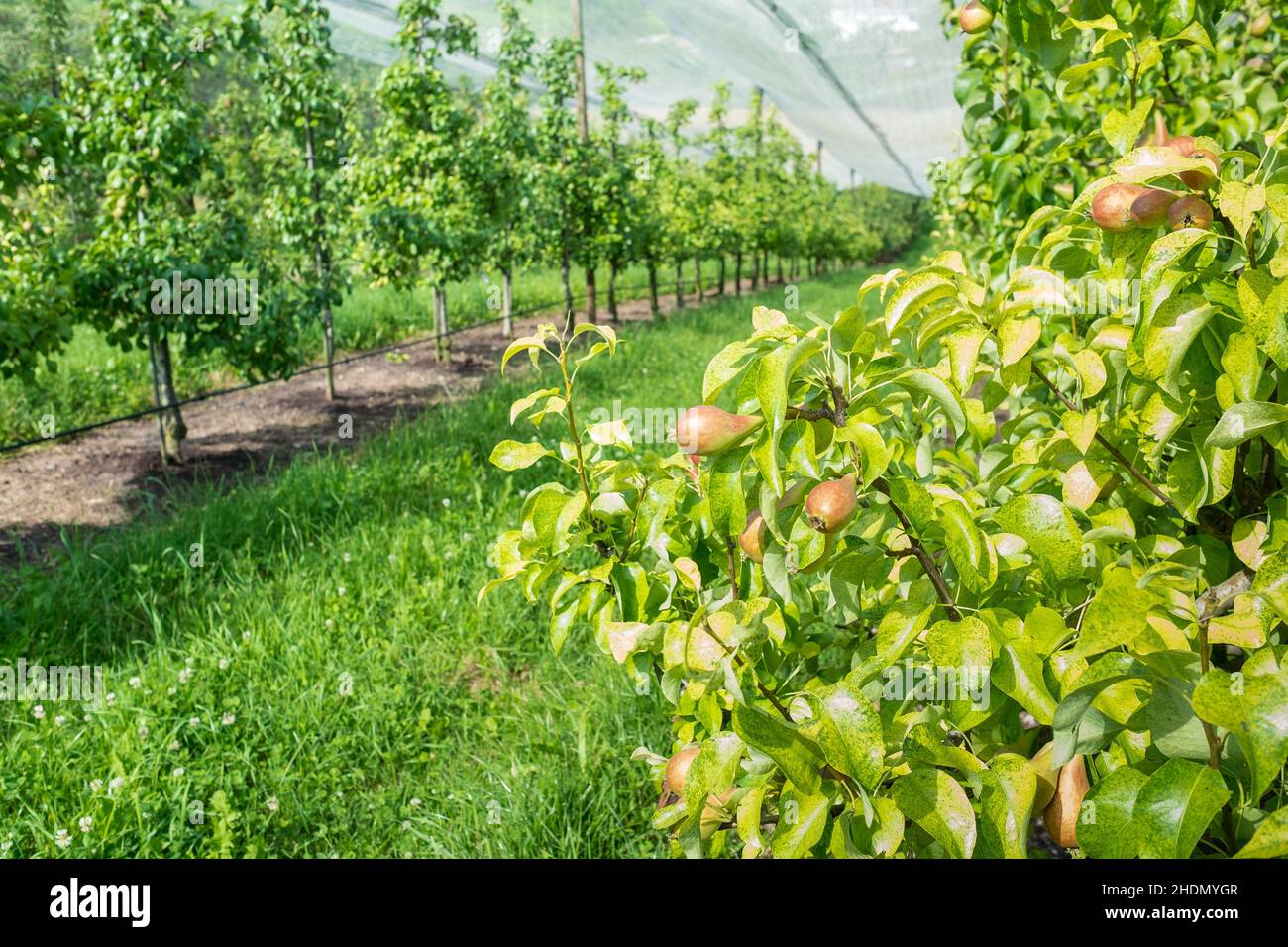 pear tree, fruit frorchard, pear trees, orchards Stock Photo - Alamy