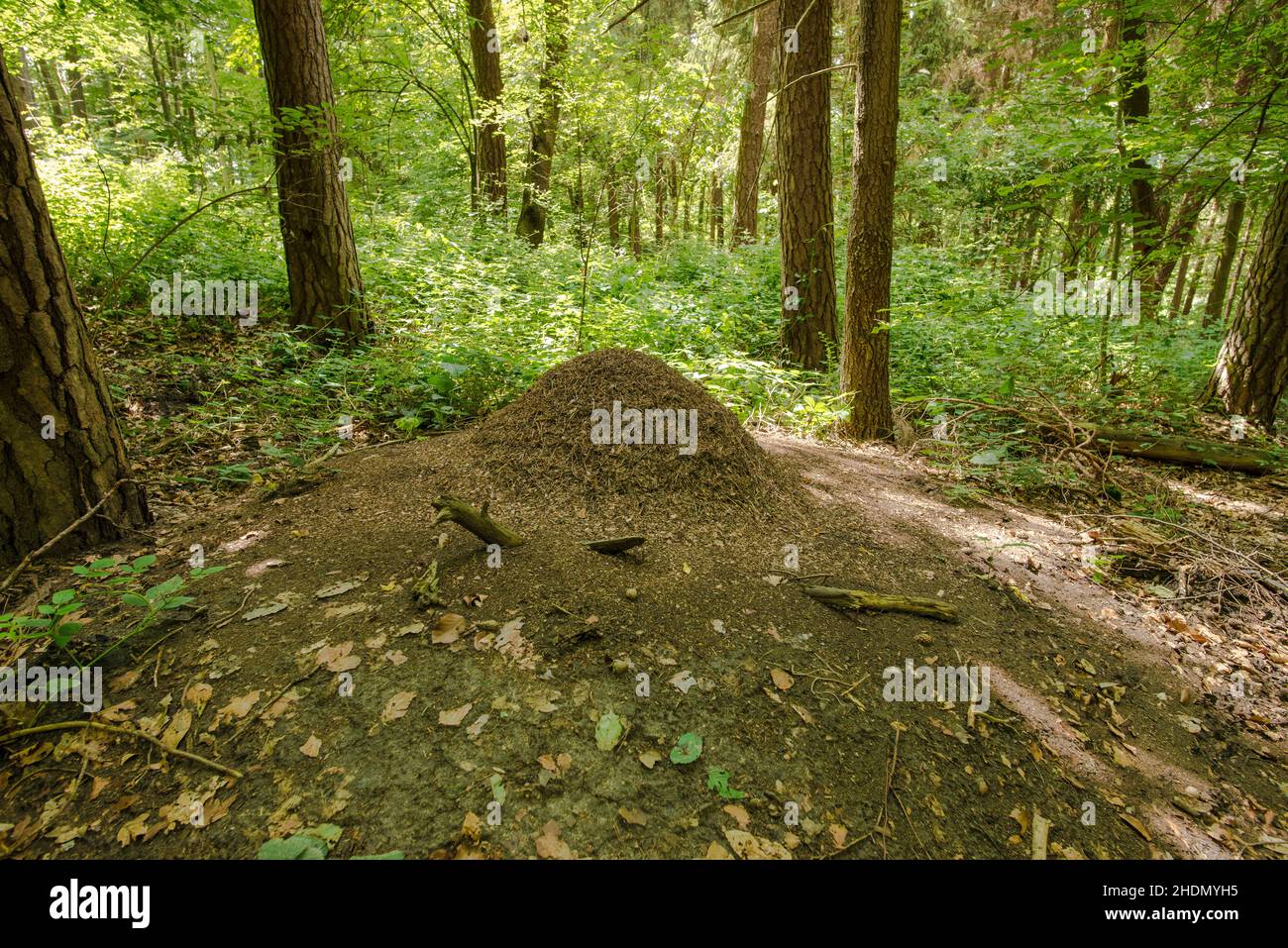 ant hill, nest, ant hills, nests Stock Photo - Alamy