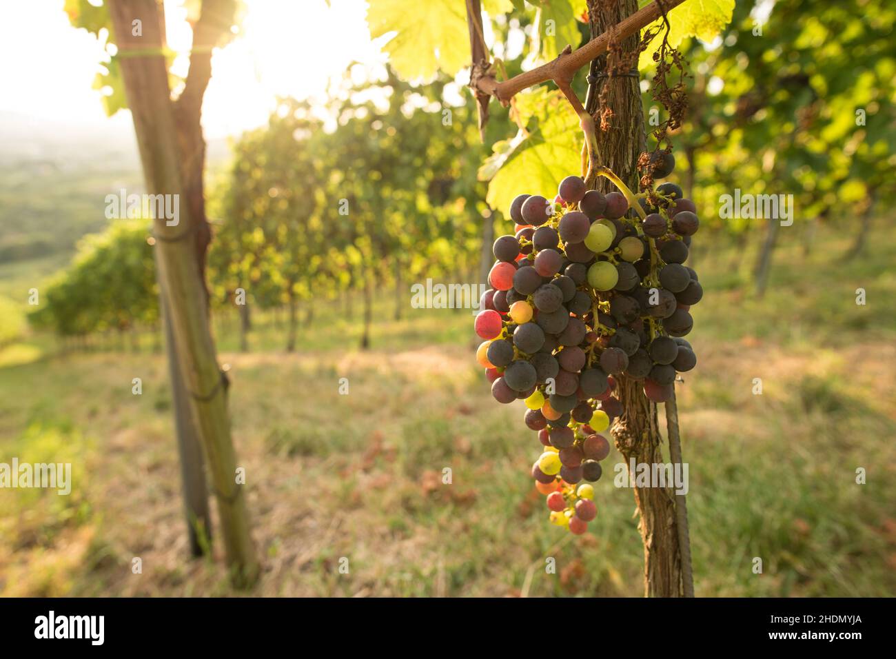 Pinot noir grape vines hi-res stock photography and images - Alamy
