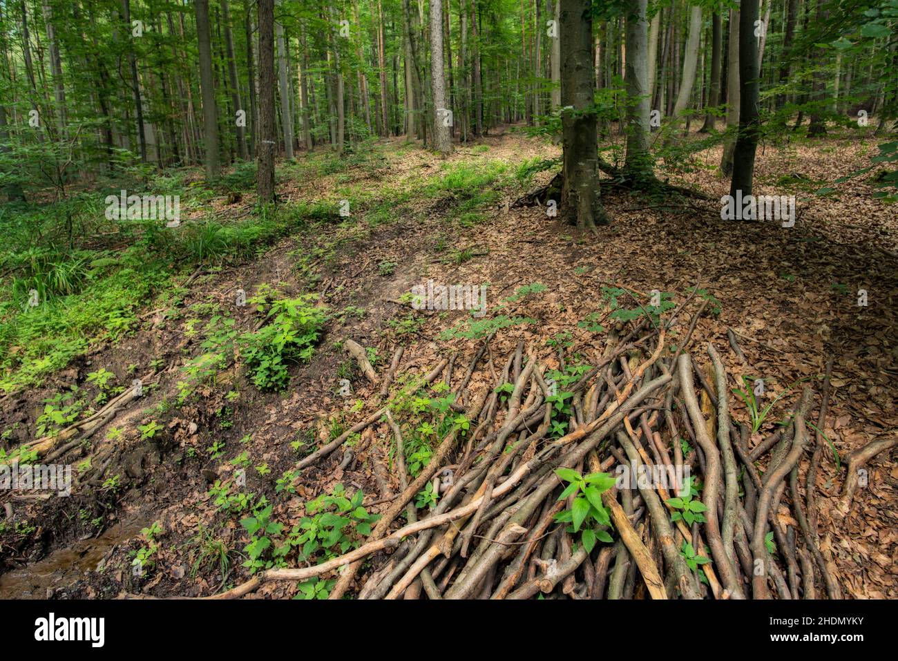 forestry, timber industry, forestries, lumber industry, timber ...