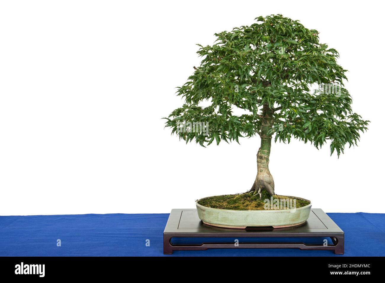 Bonsai maples hi-res stock photography and images - Alamy