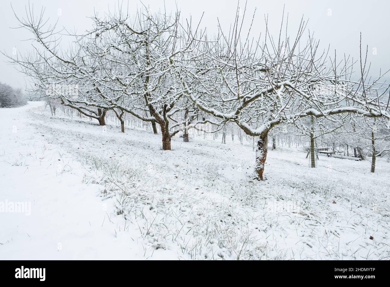 winter, fruit tree, plantation, winters, fruit trees, plantations Stock ...