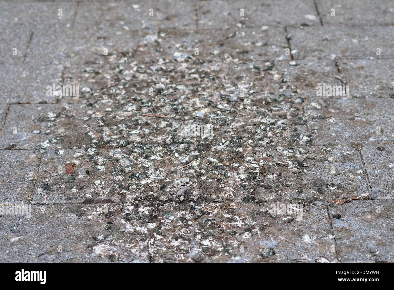 Bird crap hi-res stock photography and images - Alamy