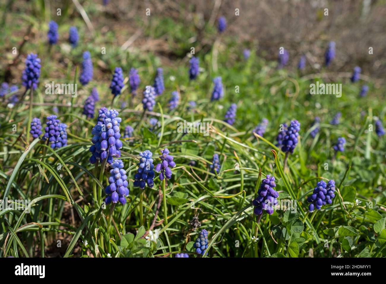 grape hyacinth, grape hyacinths Stock Photo - Alamy