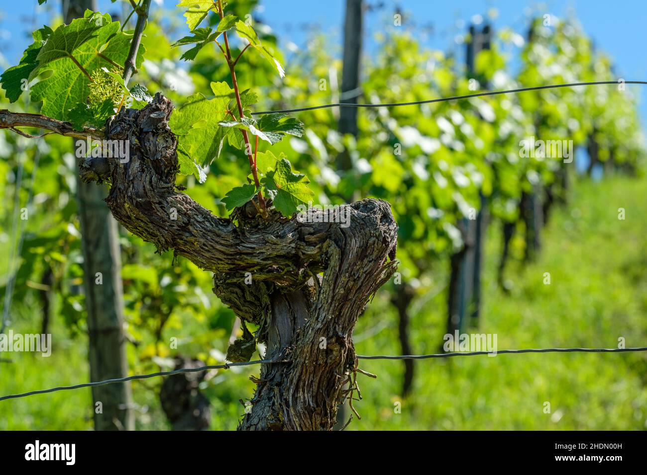 Vine wire hi-res stock photography and images - Alamy