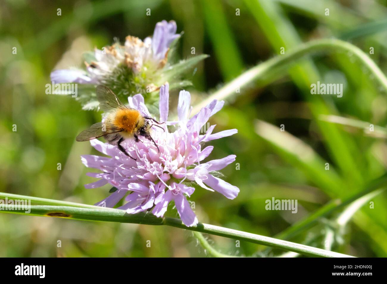 bumblebee, pollination, bumblebees, pollinations Stock Photo - Alamy