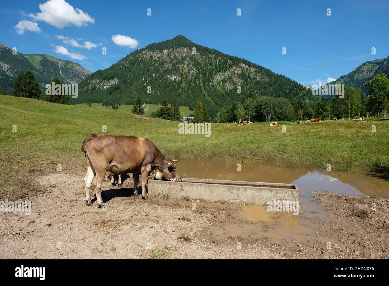 Water trough for cows hi-res stock photography and images - Alamy